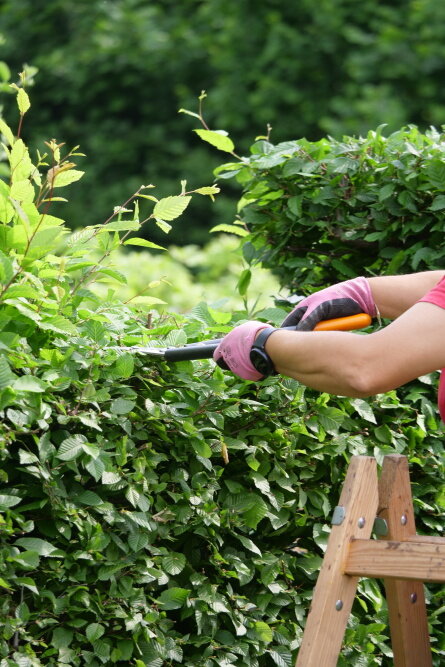 Iniciatíva # slovenskí záhradníci - Koniec júna – magické obdobie